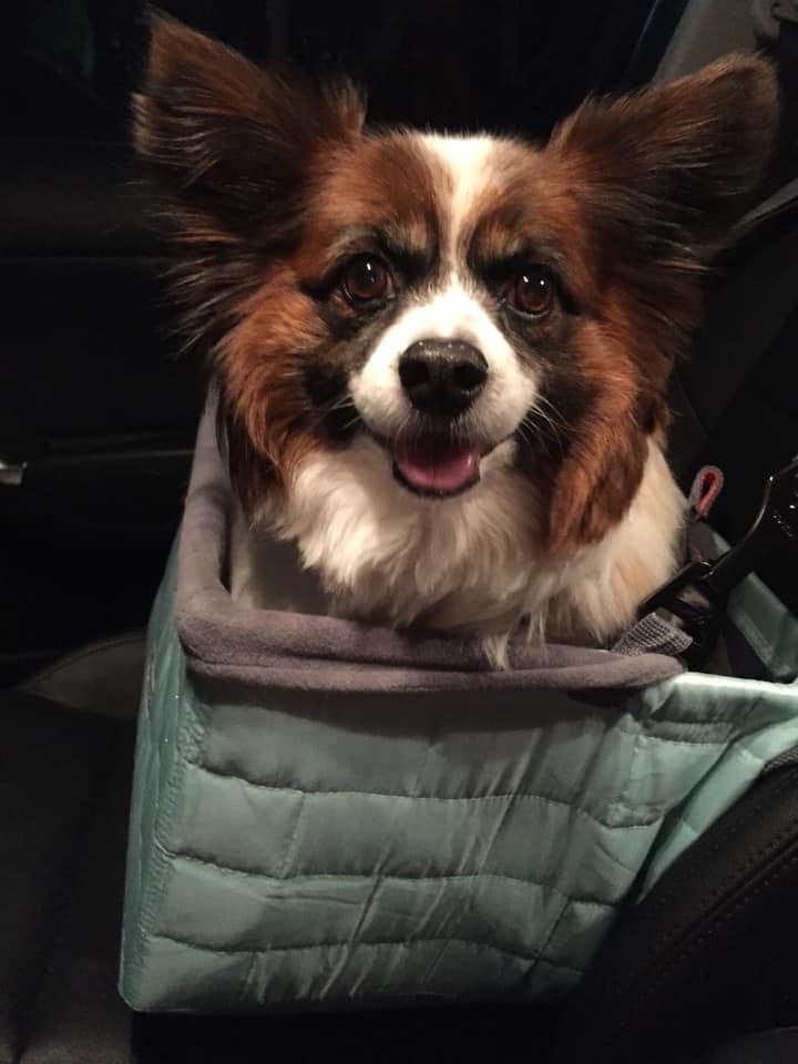 Sad Over the Death of Close Friend’s Beloved Pooch and Companion | by ...