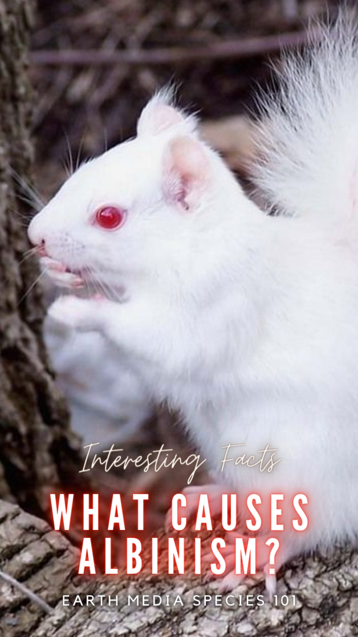 What Causes Albinism? - YouTube | Earth Media SPECIES 101 - Medium