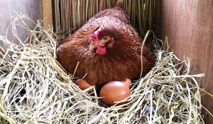 Lessons from a Brooding Hen: Wisdom for the New Month | by EKUNDAYO ...