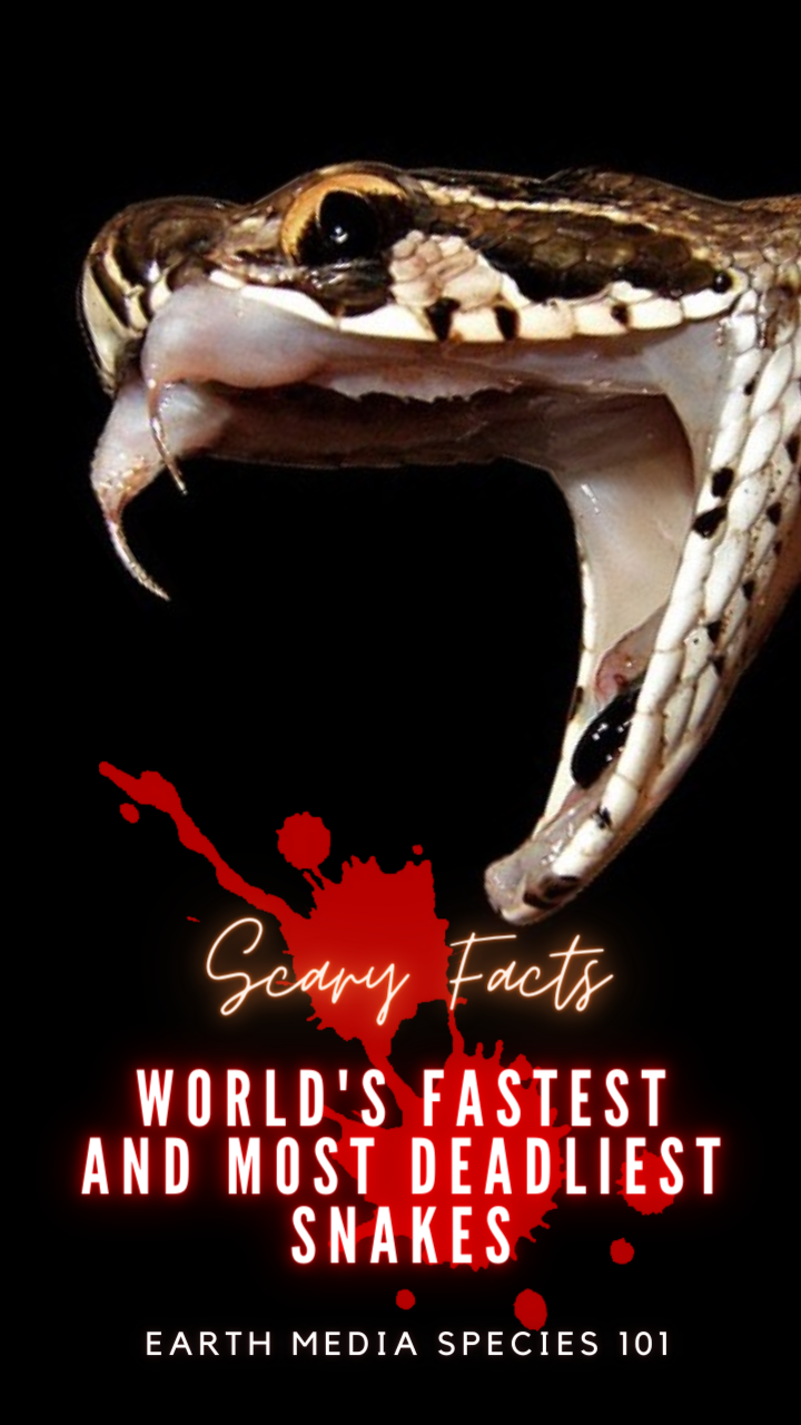 World’s Fastest and Most Deadliest Snakes | by YouTube | Earth Media ...
