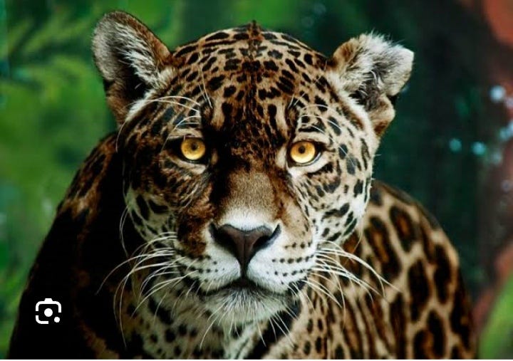 The Importance of Animals in Our Lives | by Kitty | Oct, 2024 | Medium