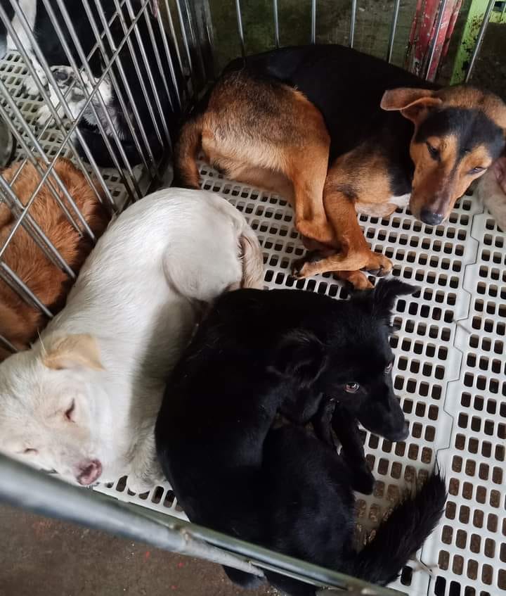 [OPINION] Rethinking Baguio’s stray dog management | by The Companion ...