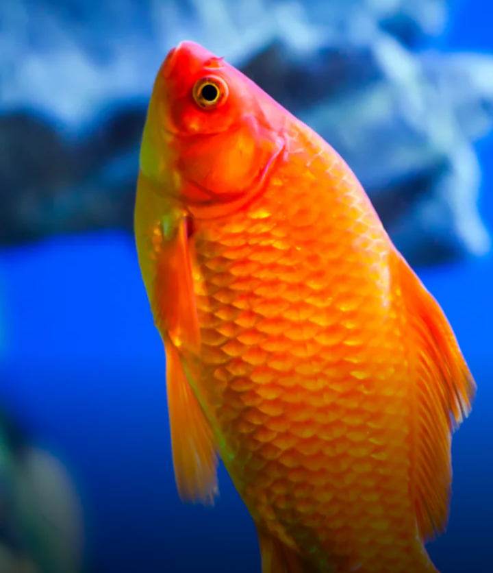 The Golden Koi Fish: Symbol of Beauty and Good Fortune | by Khaniii ...
