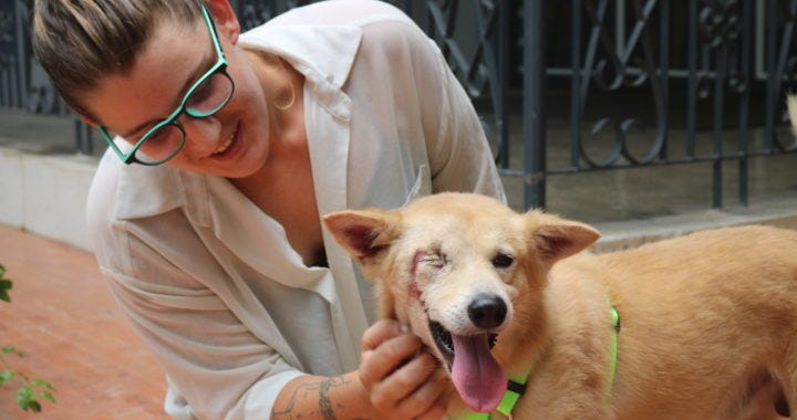 Hero’s Lucky Escape From The Dog Meat Trade | by Lee Fox-Smith | Medium