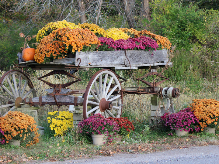 The Secret to Growing Gorgeous Fall Flowers in Florida | by Down To ...