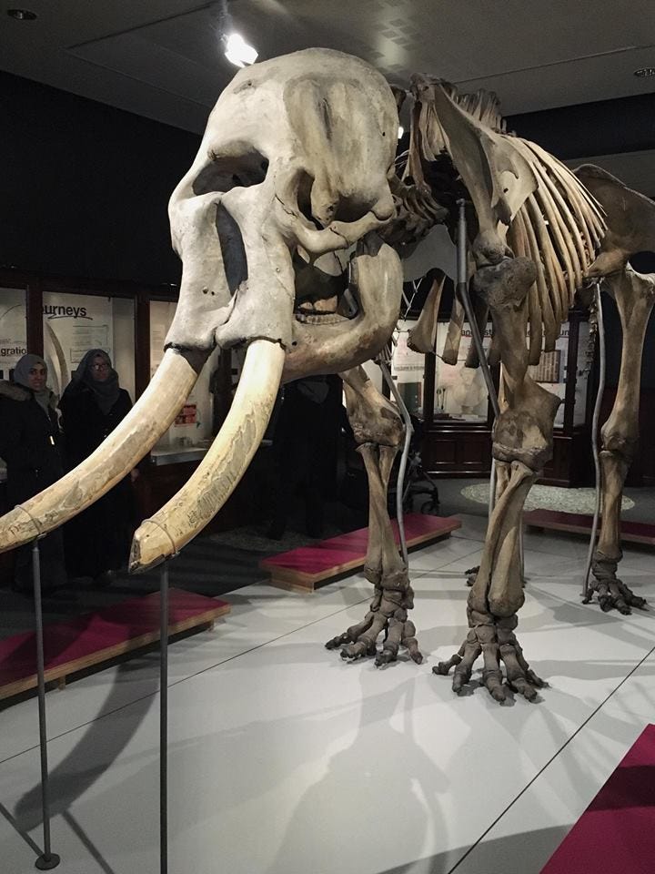 Visit to Manchester Museum. 02/03/2016 | by Amy Hubbard | Medium