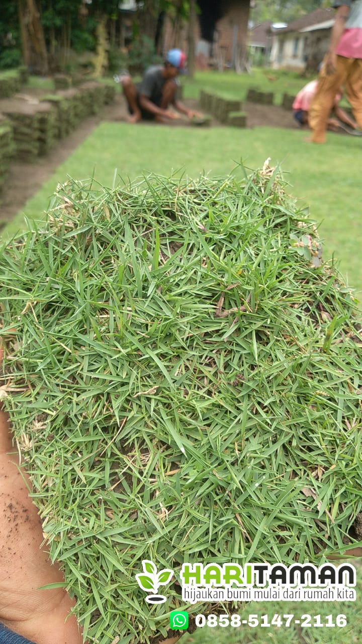 Harga Permeter Rumput Jepang Tangerang Selatan | by Rumput Taman Dan ...