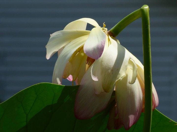 ACCEPTING IMPERMANENCE - Netta Kanoho - Medium ACCEPTING IMPERMANENCE - Netta Kanoho - Medium