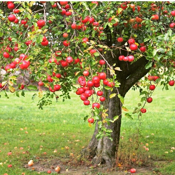 The Old Tree in My Backyard | by Jasmine Bean | Medium