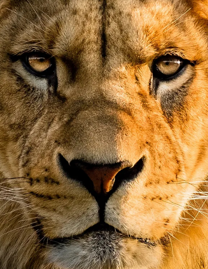 I have a lion DNA 🧬 in me - Edward Fazenbanker - Medium