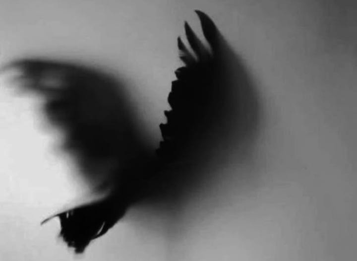 Sayap yang terlupakan. tentang burung dan sayapnya | by Sha ଓ | Mar ...