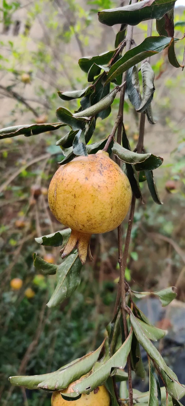 A pomegranate (Anar) Tree. Childhood memories | by Amar Deep ...
