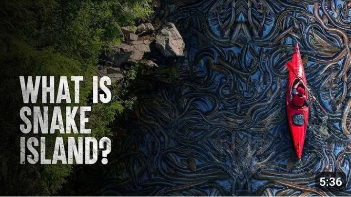 WHY A VACATION TO SNAKE ISLAND IS A VACATION TO YOUR GRAVE | by Dipugo ...