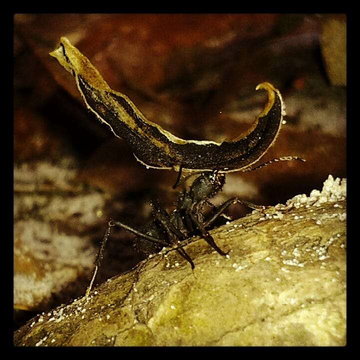 Olhar Sobre o Infinito: De uma Formiga ao Universo | by Kariin. | Dec ...