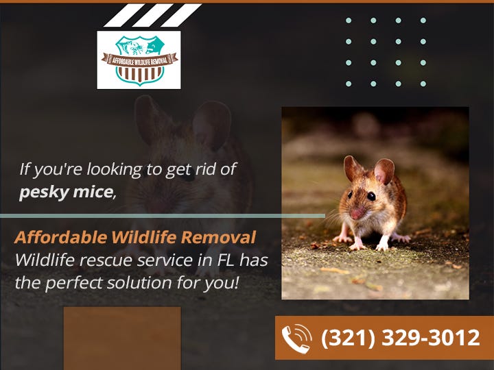 How To Get Rid Of Mice. Raccoons in the Attic: How to Get Them… | by Affordable Wildlife Removal ...