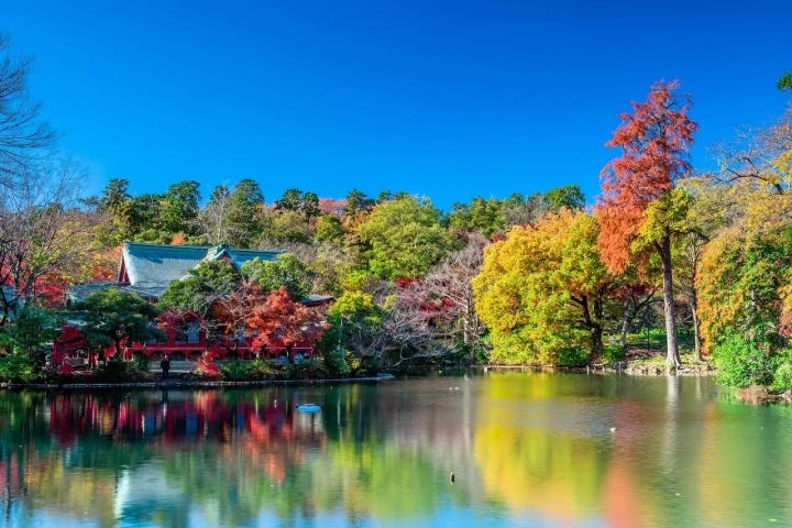 Inokashira Park: Soothing and Versed | by AlisterMichaels | Medium