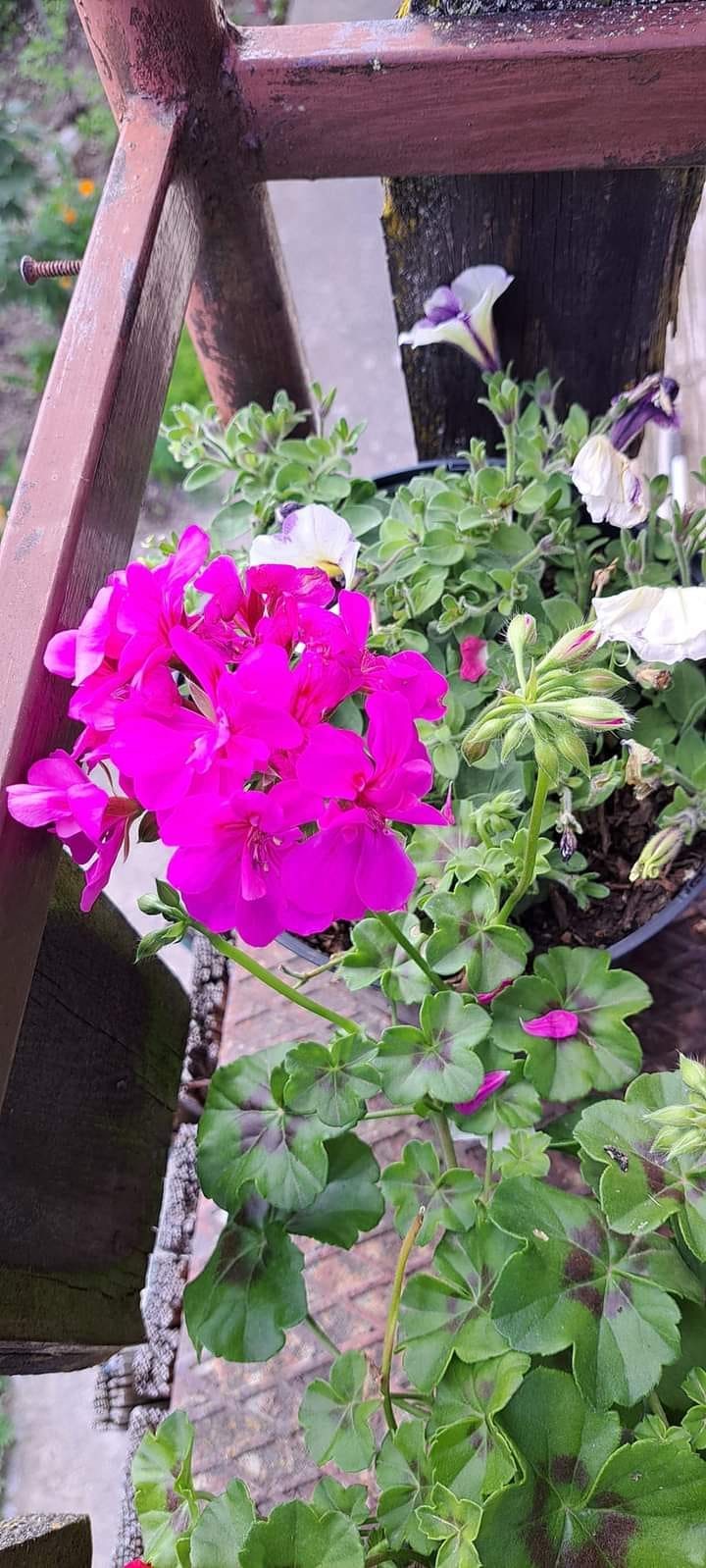 The Beauty and Importance of Flowers in Our Lives | by Hussy | Jun ...
