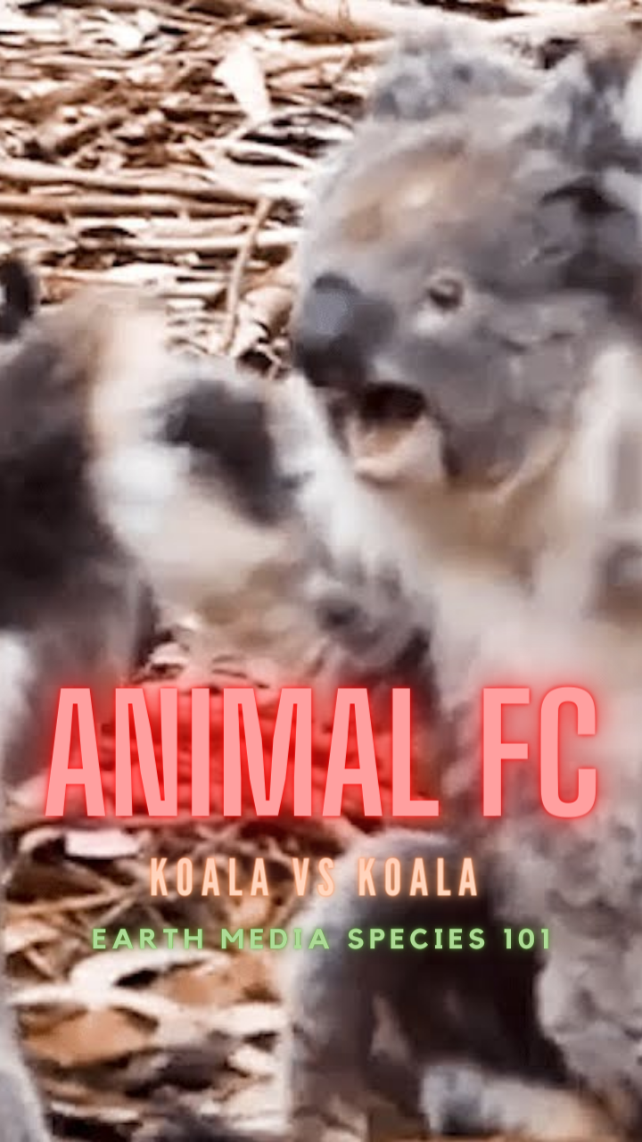 Animal FC | Vicious Koalas Having Jujitsu Battle - YouTube | Earth Media SPECIES 101 - Medium