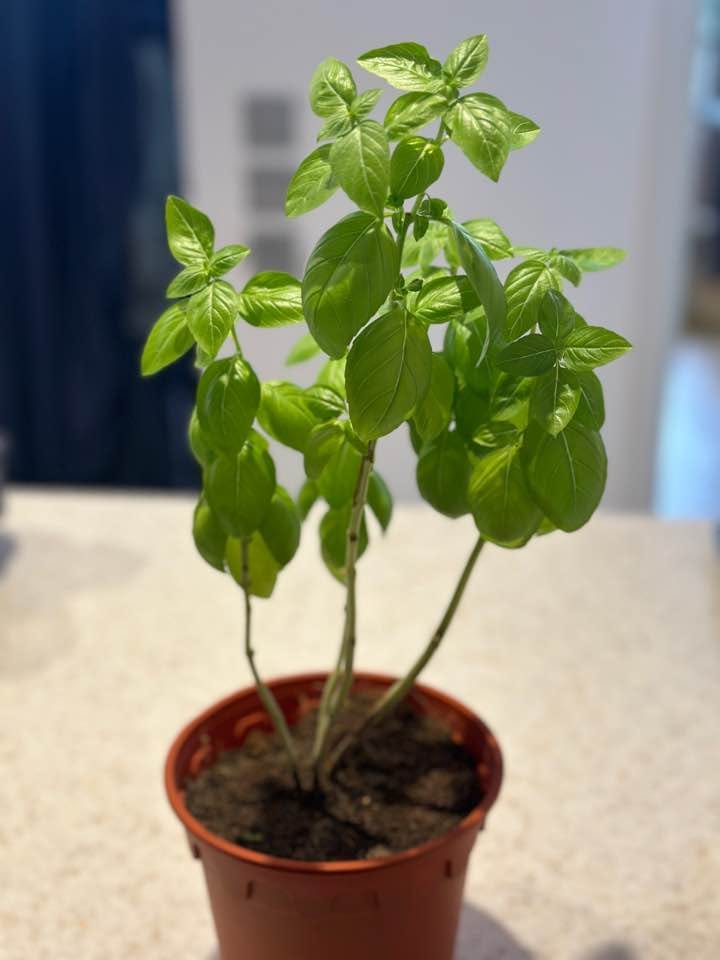 Why do I write?. The basil says, “You have inherent… | by Rachel Shin ...