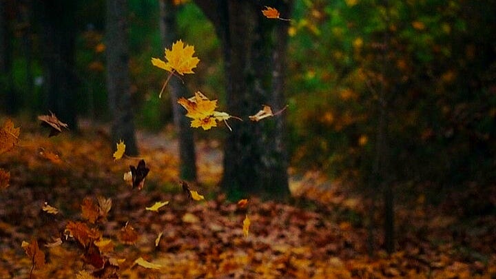 Fated To Fall Then Falter. A Beefleaf Free Verse Poem (From the… | by ...