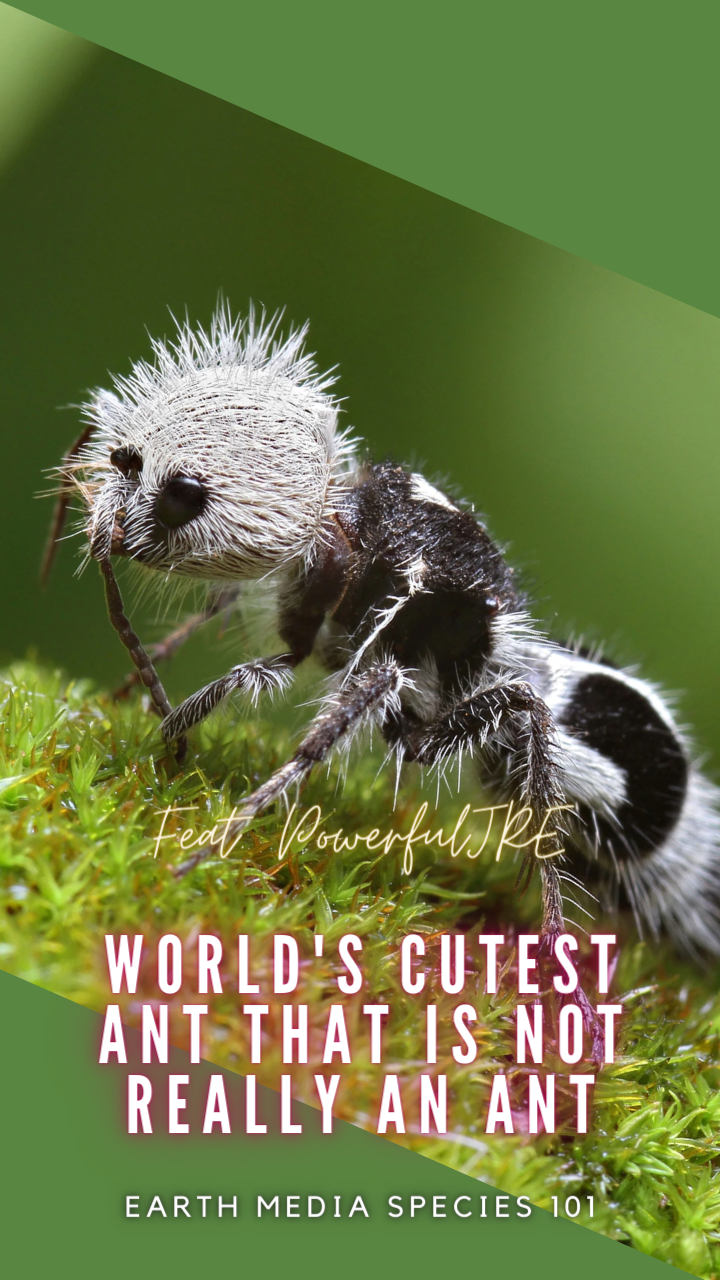 World’s Cutest Ant That is Not Really an Ant - YouTube | Earth Media ...