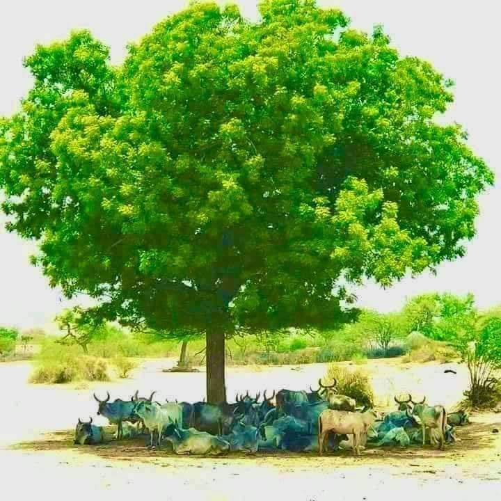 Standing under the neem tree... | by Amar Lal | Medium