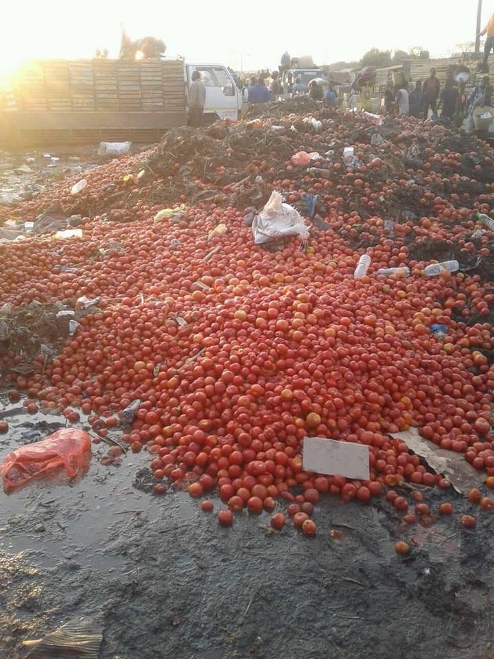Frustrated tomato farmer says it’s time to turn waste into ...