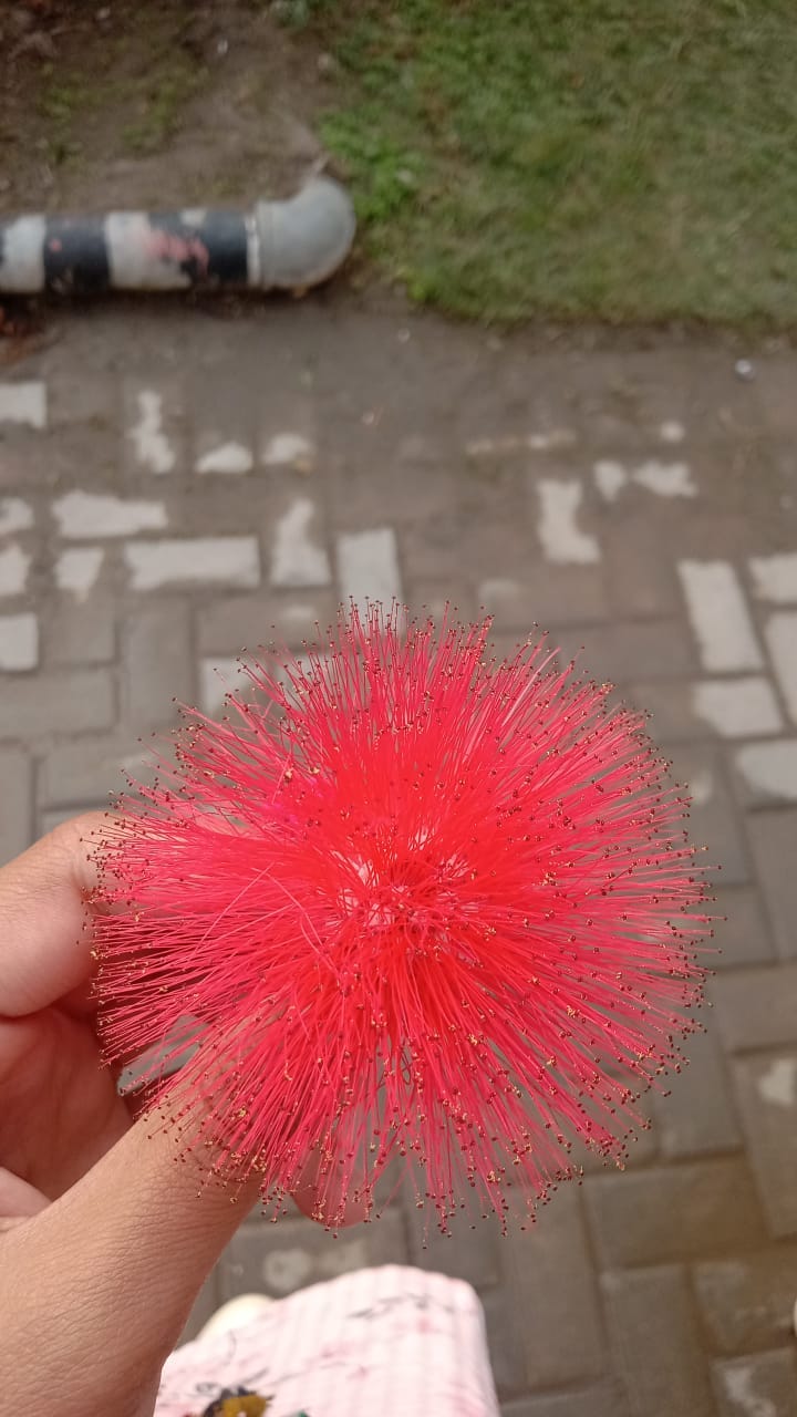 Experience with Amal. The Calliandra haematocephala flower… | by ...