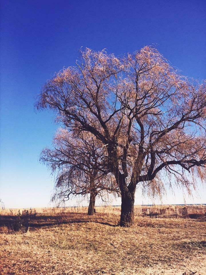 This Would Have Been the One. This is the tree The one where we would ...