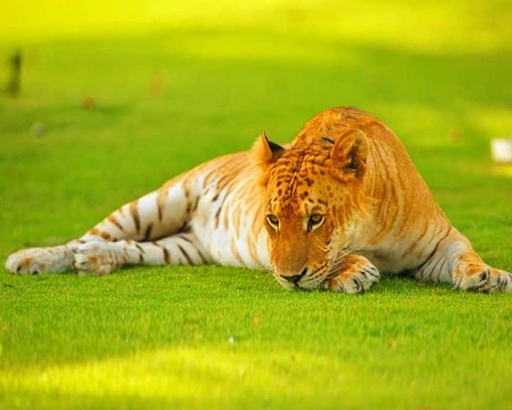 Life of a Tigon The beauty of life is discovering what you love doing, what give you a great ...