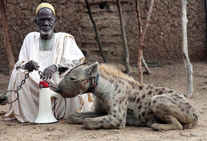 Spotted Hyena Giving Birth