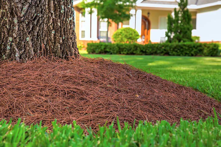 What Is The Importance Of a Pine Straw Ground Cover Company for ...