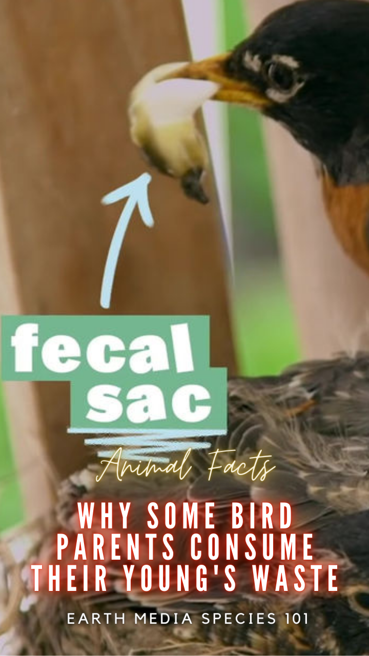 Why Bird Parents Eat Their Young’s Poop | by YouTube | Earth Media ...