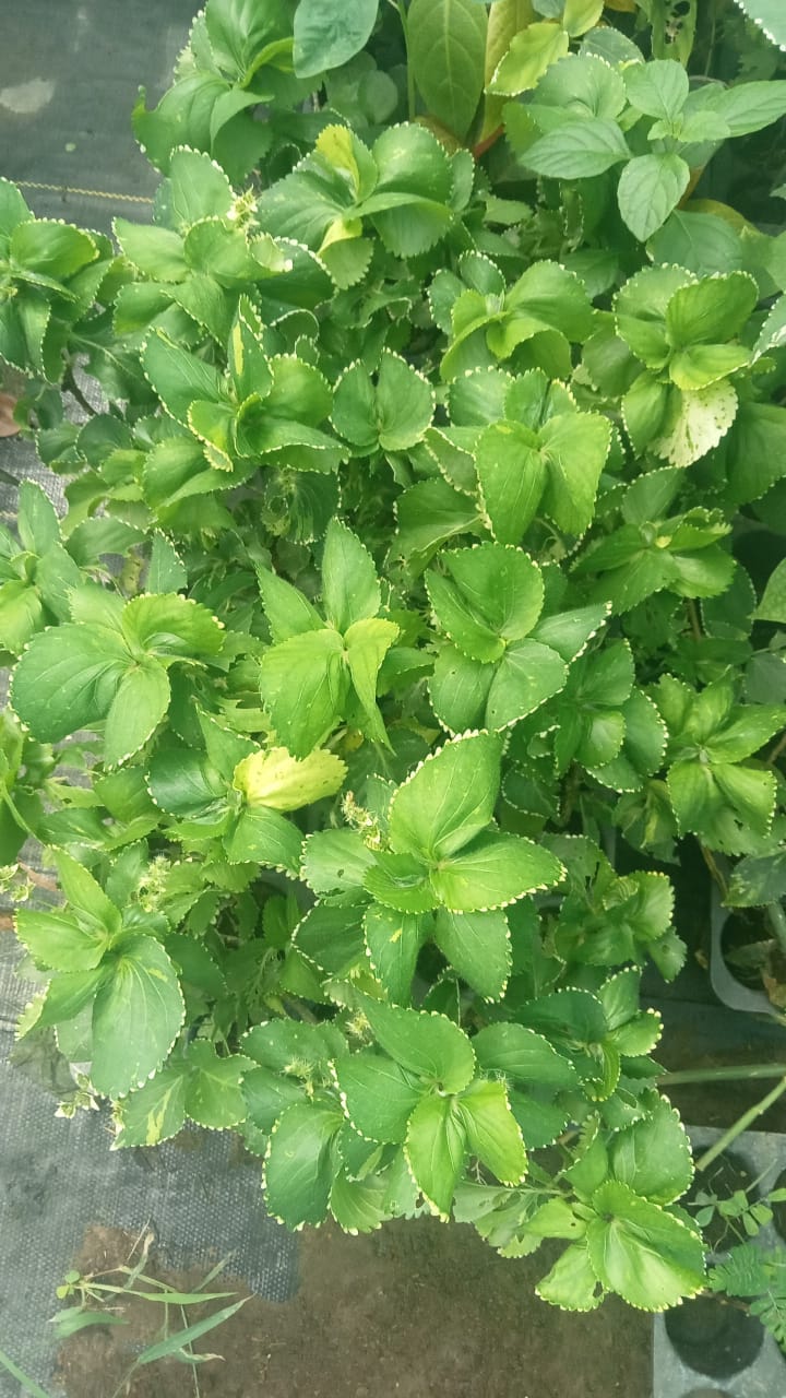 Acalypha wilkesiana hoffmannii - santhi santhi - Medium