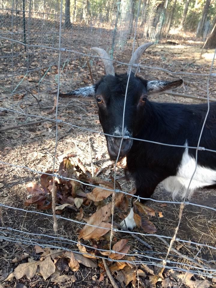 Dolly, the Three-Legged Goat. Queen of the goat farm | by srstowers ...