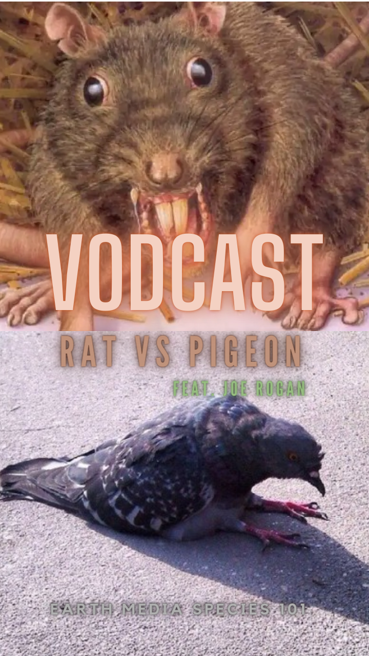 Rat VS Pigeon Feat. Joe Rogan (Viewer Discretion) - YouTube | Earth ...