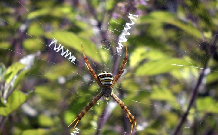 Signature Spiders: Architects of Nature’s Canvas | by Shreya Suthar ...