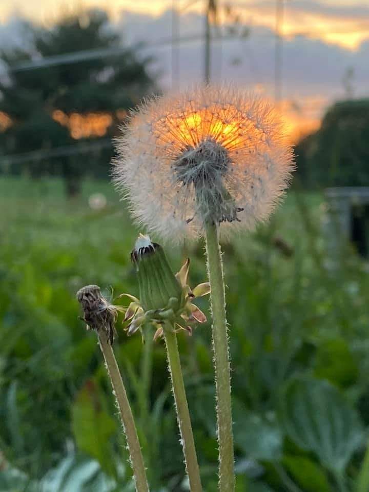 Sun light shines through this beautiful plant as God shines through us ...