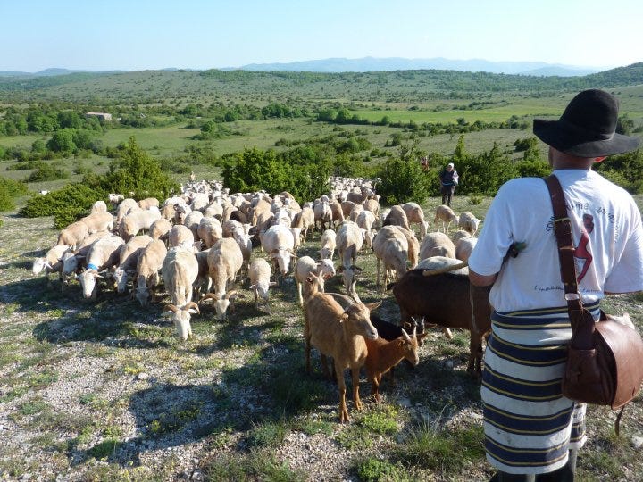 Masters of Land Use: A Closer Look at Pastoralist Livestock Management ...
