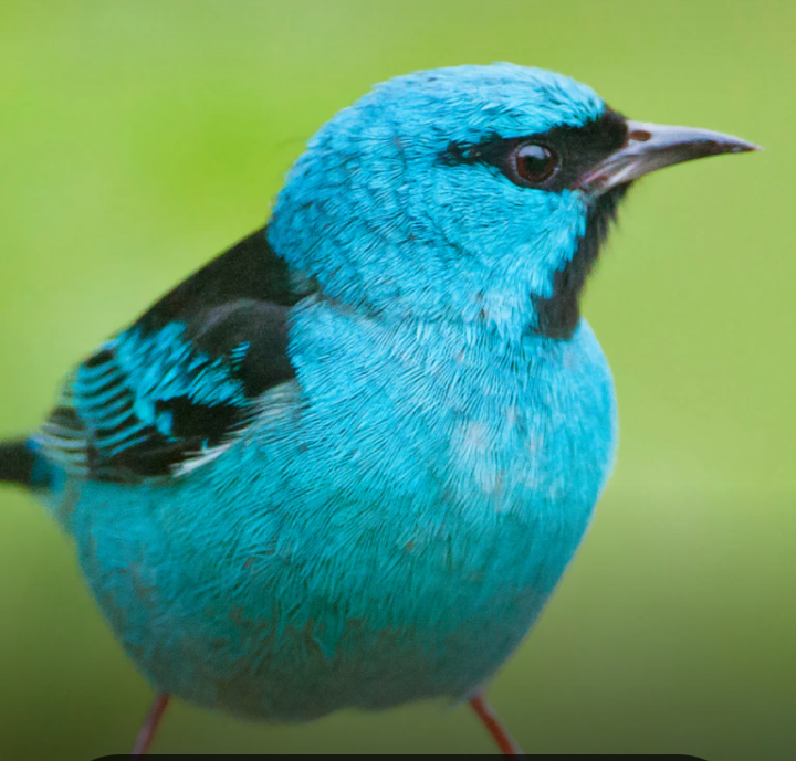 Some amazing facts about Blue Dacnis | by Khaniii | Medium