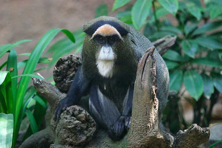 Letting the banana go. Monkeys are smarter and more curious… | by ...