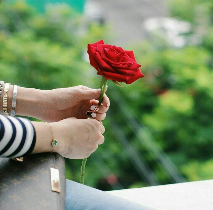 Guiltless flower…. Lovely Rose.. | by Sammiyya Kausar | Nov, 2024 | Medium