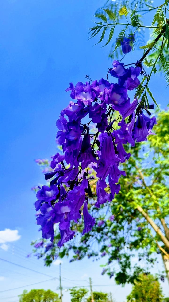 Introduction to Spatial Filters in Image Processing | by Paulo Henrique de Oliveira Gomes | Medium