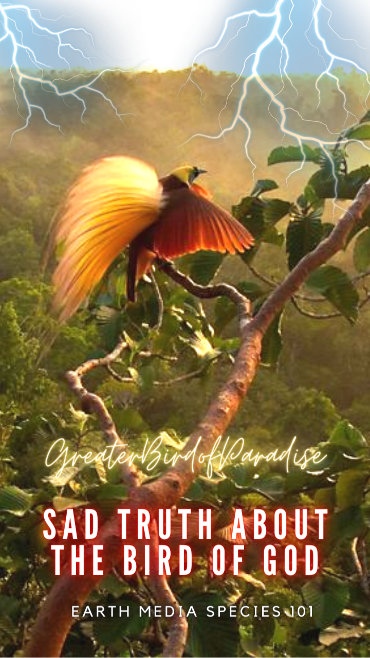 Sad Truth about The Bird of God - YouTube | Earth Media SPECIES 101 ...