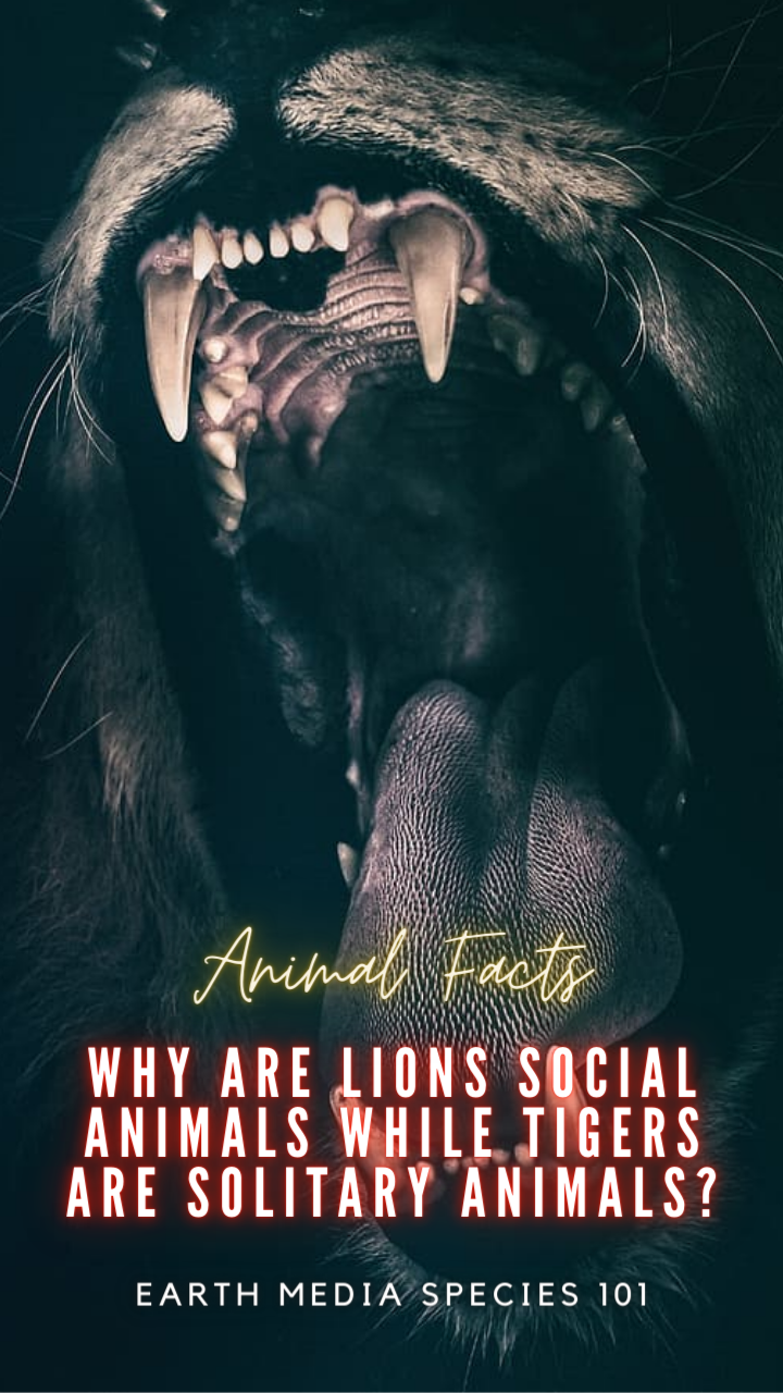 Why Are Lions Social Animals While Tigers Are Solitary Animals? | by ...