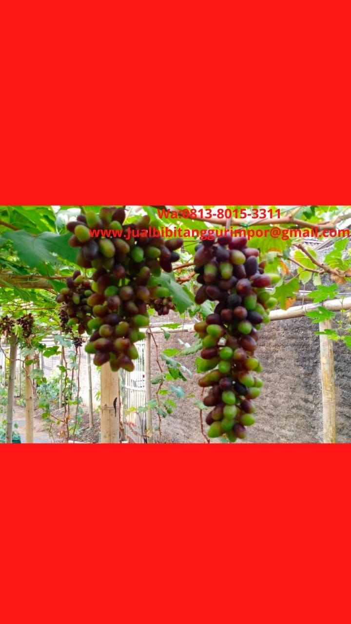 POTONGAN GILA ! CALL: 0813–8015–3311 Grosir Pohon Pohon Anggur Caroline ...