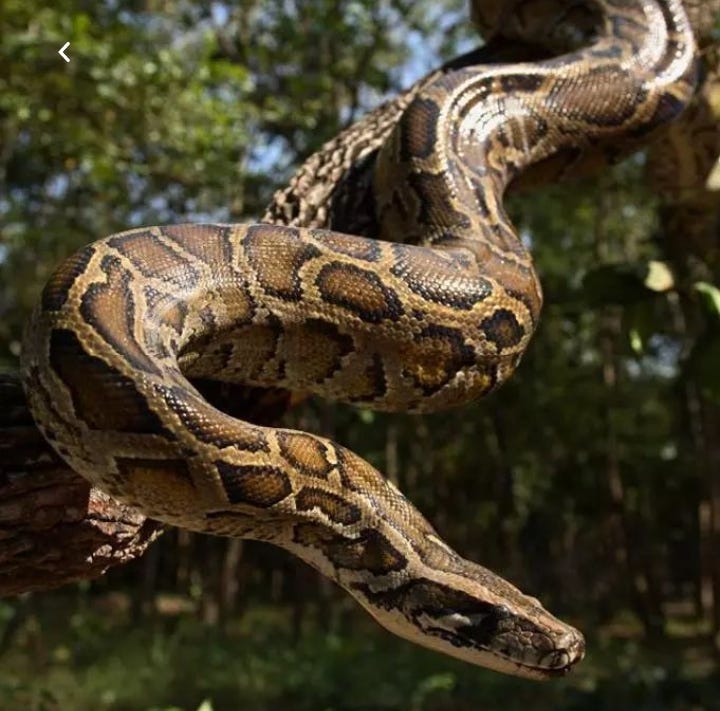 Astonishing Sight: Massive 16-Foot Python Slithers Across Home’s Roof ...