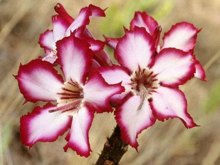 How the indigenous plants of Niger have adapted to its ever-changing ...