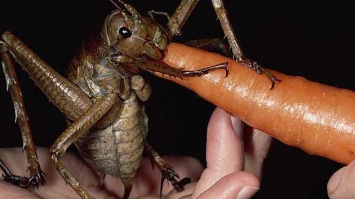 What are the 10 best bug movies from the year 2000–2009? | by Alvin ...