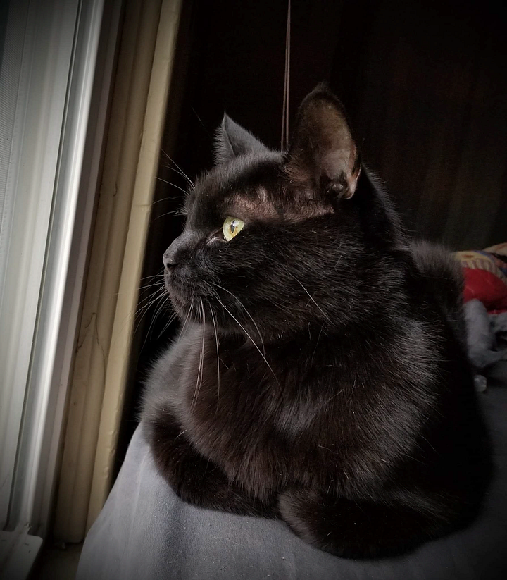 Bobby Was the Bestest Cat Ever. Some days are heavier than others, and ...